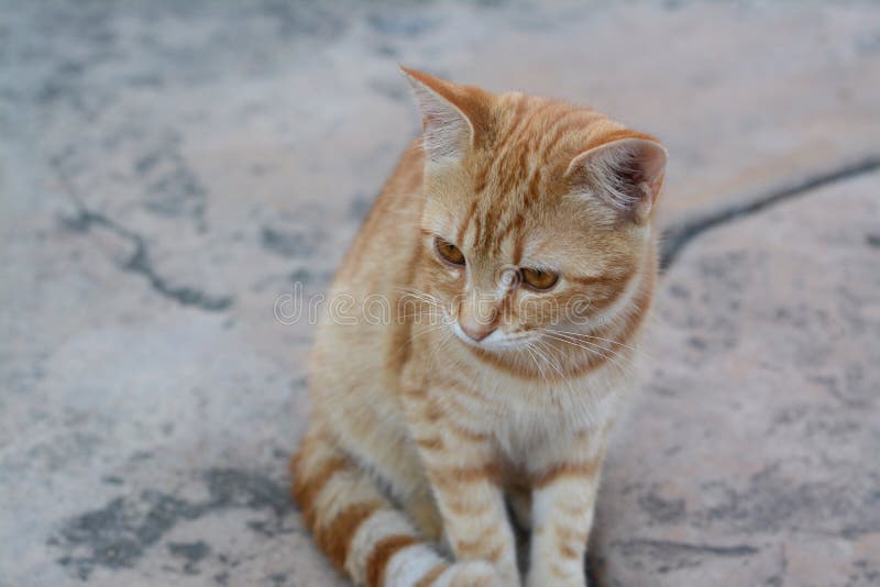 Lonely Stray Cat on Stone Surface Outdoors, Closeup. Homeless Pet Stock ...