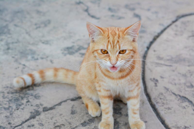Lonely Stray Cat on Stone Surface Outdoors. Homeless Pet Stock Photo ...