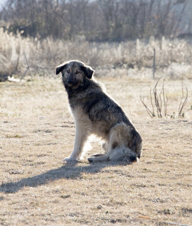 Lonely stray dog sitting stock image. Image of profile - 83540271