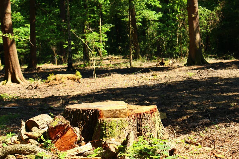 Lonely Stumpy stock photo. Image of twigs, brown, deforestation - 93171220