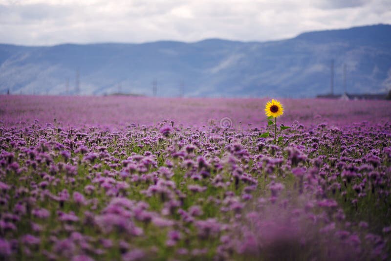 Lonely Sunflower in the Field Stock Photo - Image of crop, flower ...