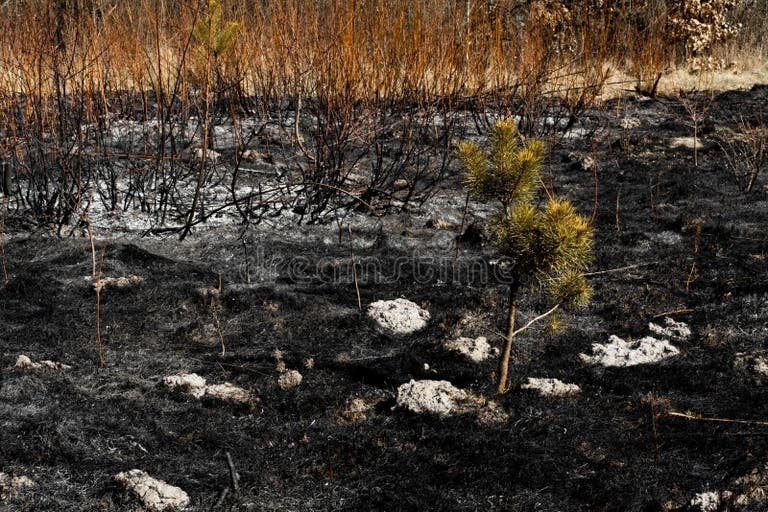 Plant Surviving Forest Fire Stock Photos - Free & Royalty-Free Stock ...