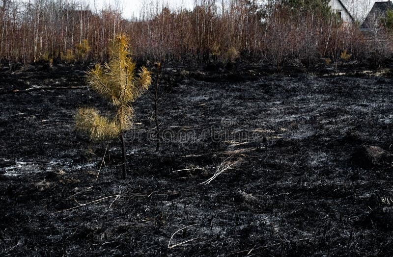 Plant Surviving Forest Fire Stock Photos - Free & Royalty-Free Stock ...