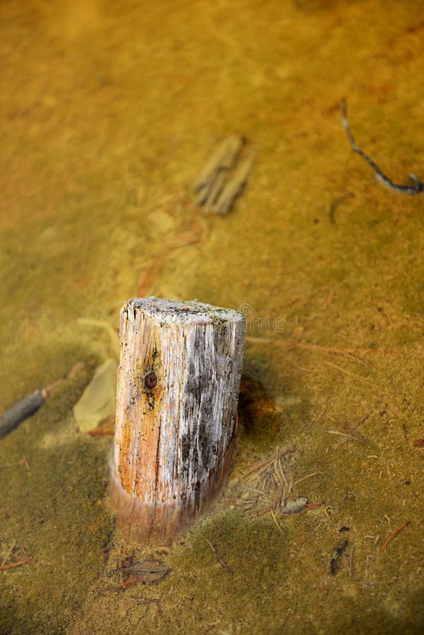 Lonely swamp stump stock image. Image of source, silt - 176824927