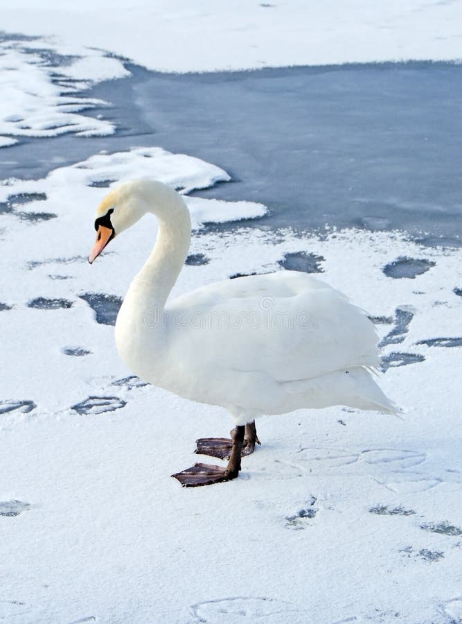 Lonely swan on ice stock photo. Image of natural, light - 29124686