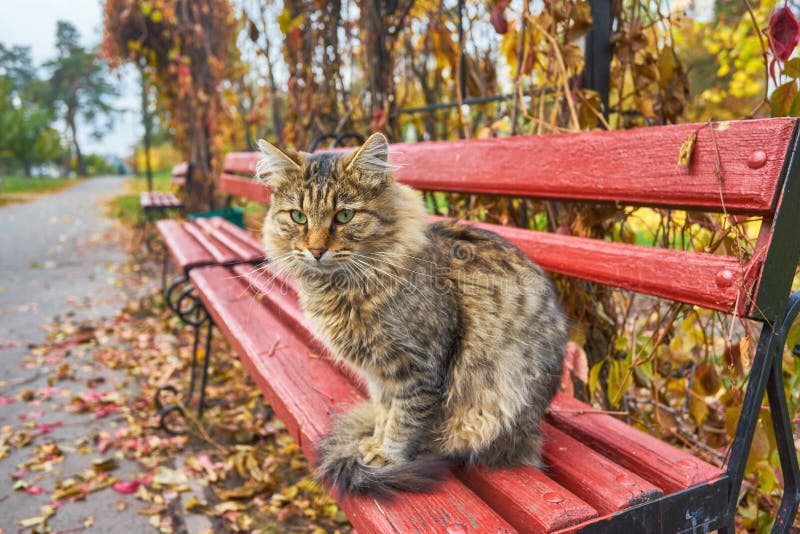 Lonely Tabby Cat is Sitting on the Bench Stock Image - Image of ...