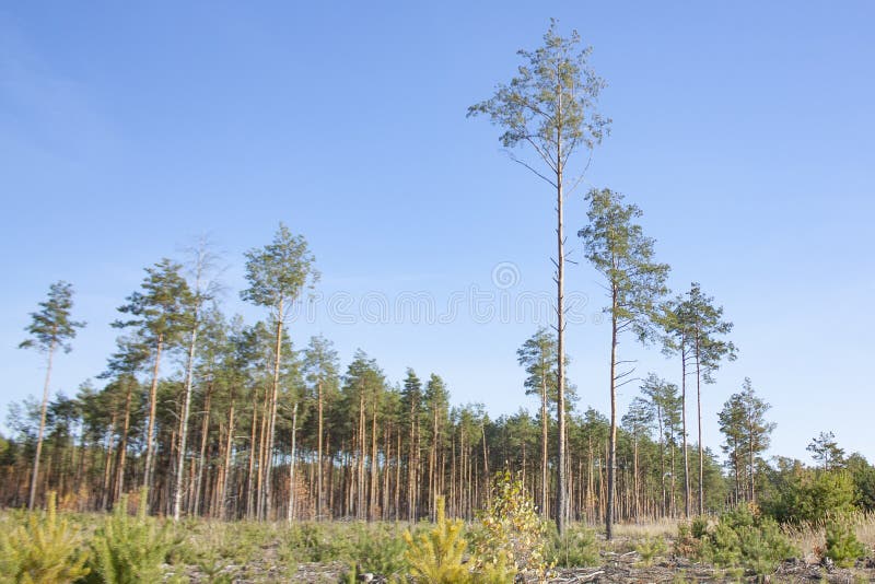 Lonely, Tall Trees with Long Trunks Under a Clear Blue Sky Stock Photo ...