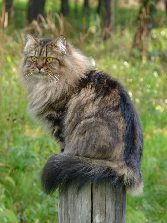 Thinking cat in nature stock image. Image of nature - 138976097