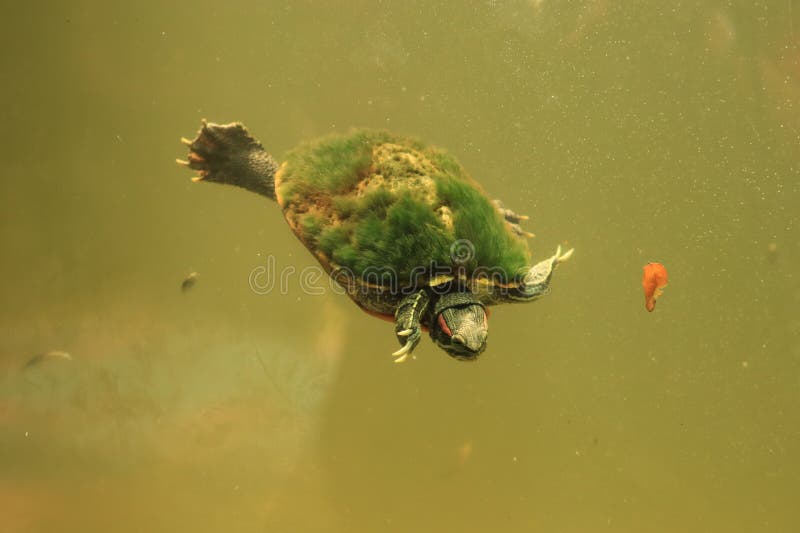 Lonely Tortoise stock photo. Image of moss, swim, tortoise - 317540340