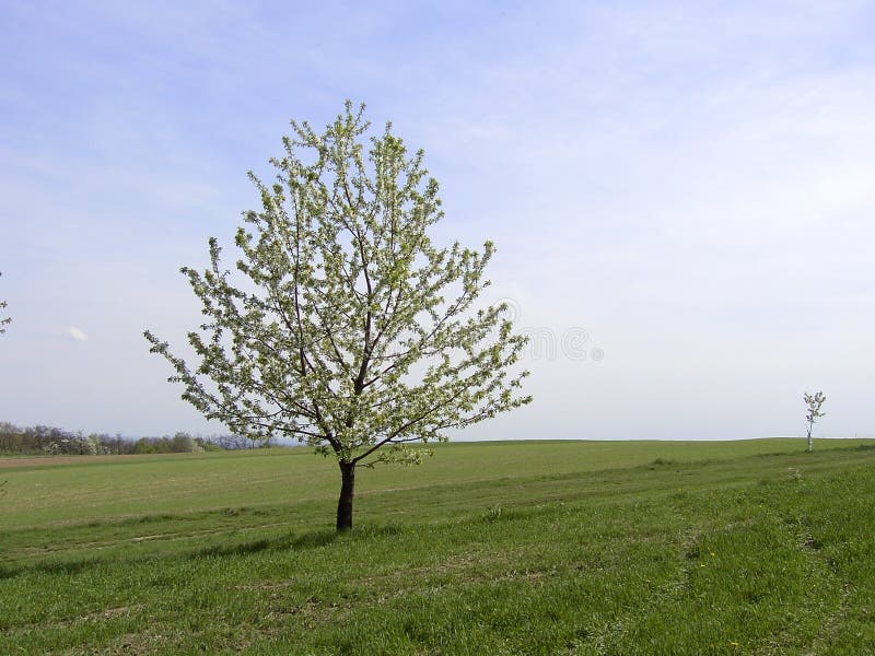 Lonely tree stock photo. Image of blue, field, trees, spring - 1114