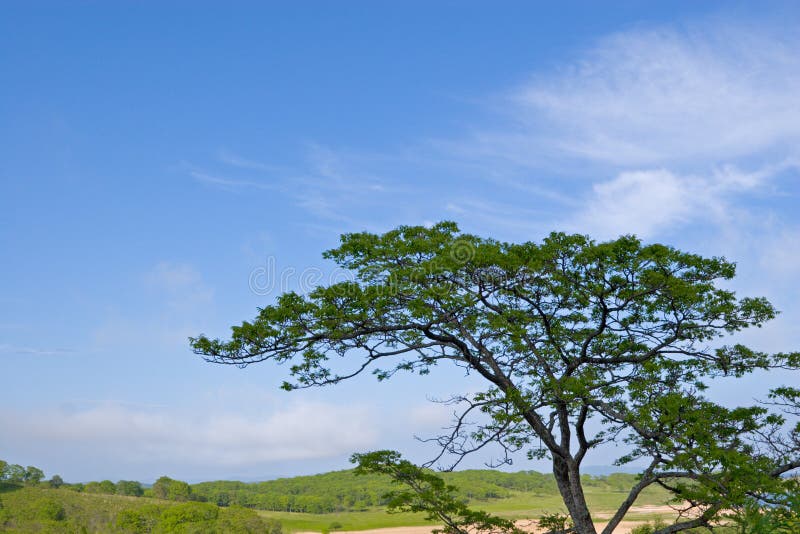 Guanacaste Tree stock photo. Image of tree, green, color - 19294980