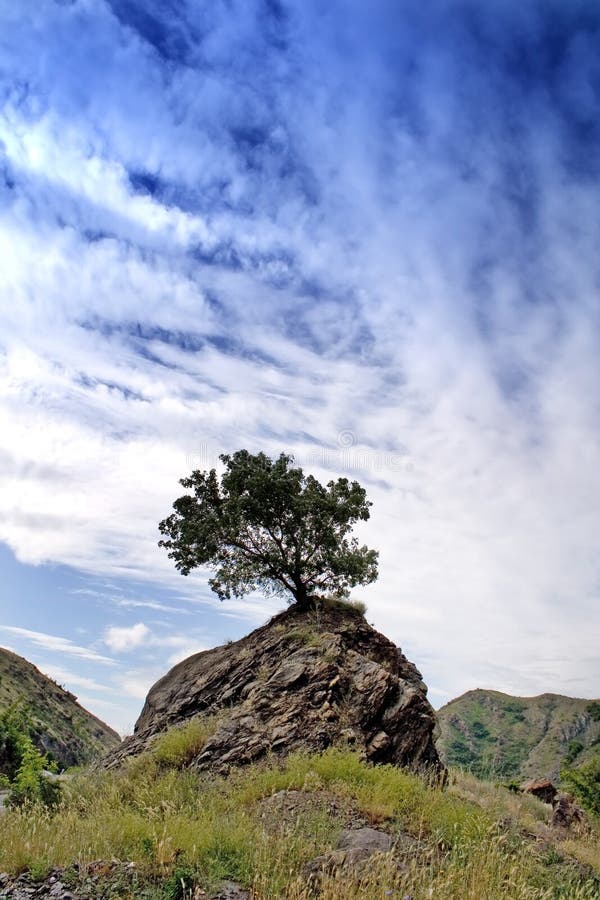 Lonely tree stock photo. Image of camping, vacation, landscape - 1103780