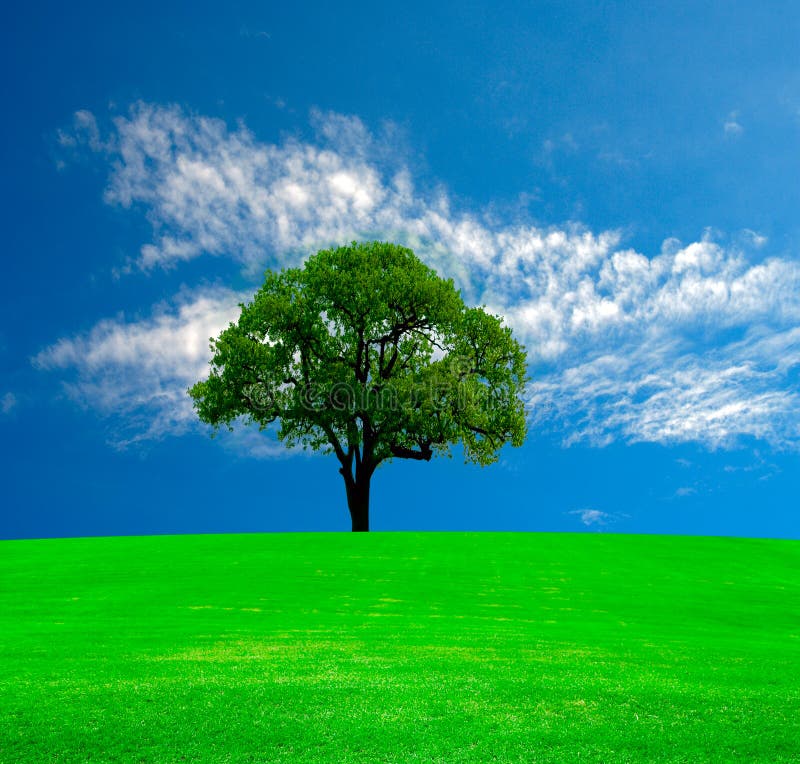 Lonely tree stock image. Image of landscape, farm, agriculture - 11079785