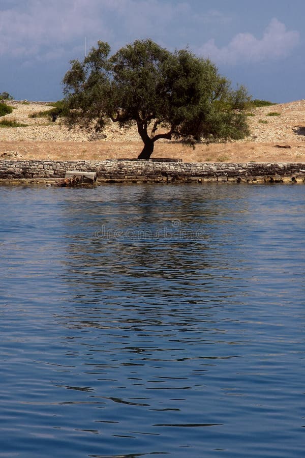 Lonely tree stock image. Image of quiet, green, greece - 11094561