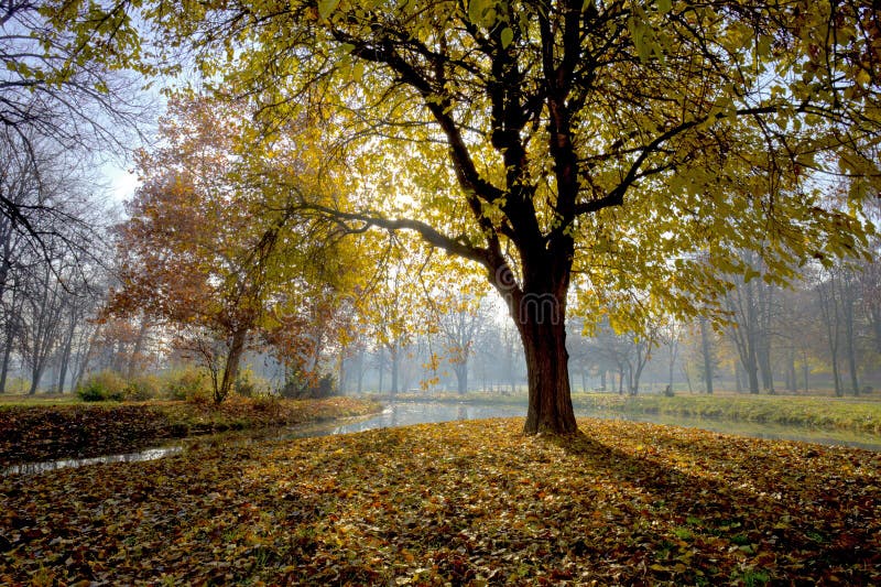 Lonely Tree. Landscape of Alentejo, Portugal Stock Image - Image of ...