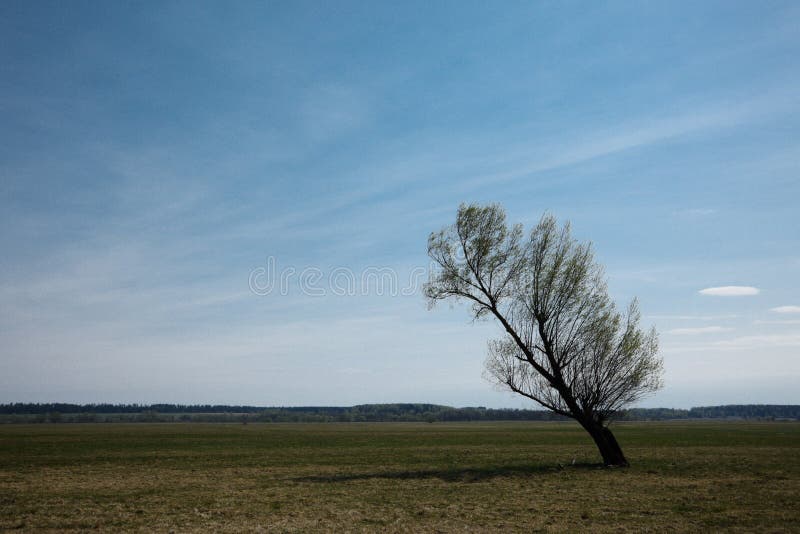 Lonely tree stock photo. Image of field, landscape, nature - 12815742
