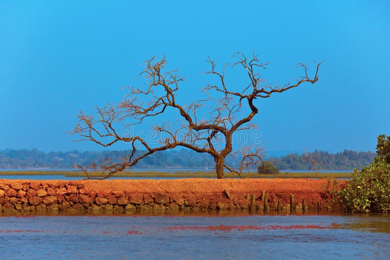 Niger River Tree stock photo. Image of striking, flow - 1583312