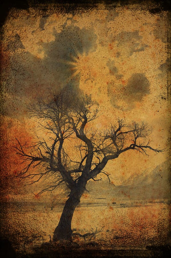 Dry grunge tree stock photo. Image of environment, life - 18648134