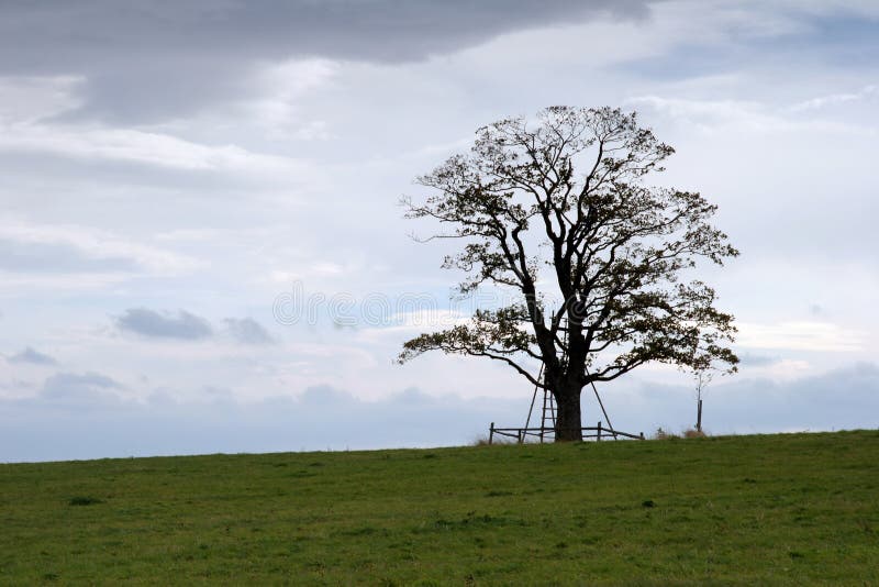 Lonely tree stock photo. Image of clouds, lone, season - 1422786