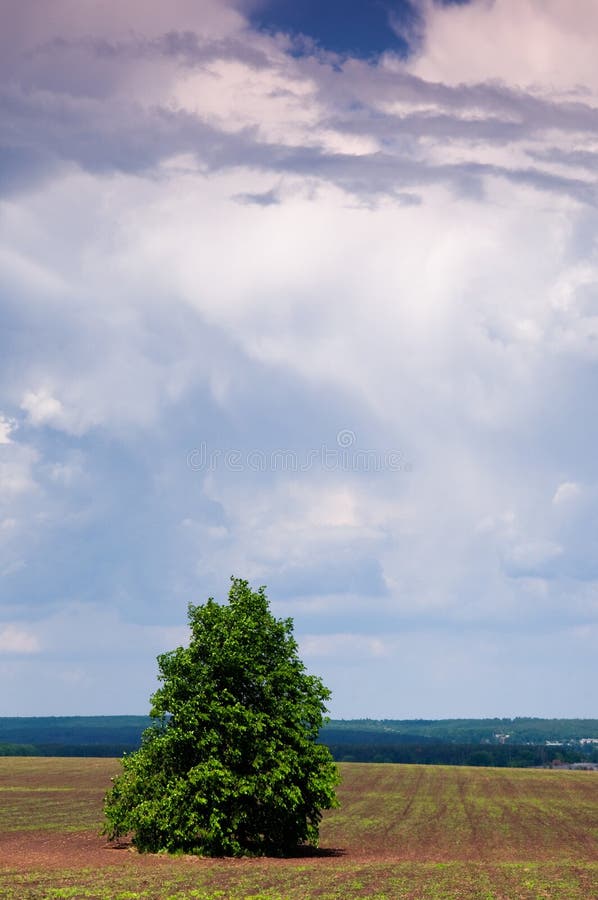 Lonely tree stock photo. Image of field, countryside - 14463118