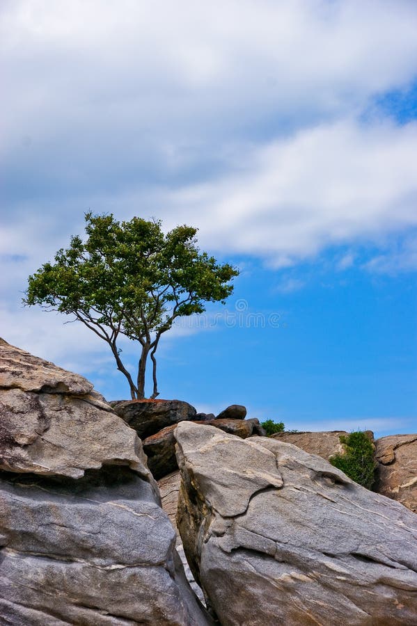 Lonely tree stock image. Image of clouds, branches, mountain - 15234515
