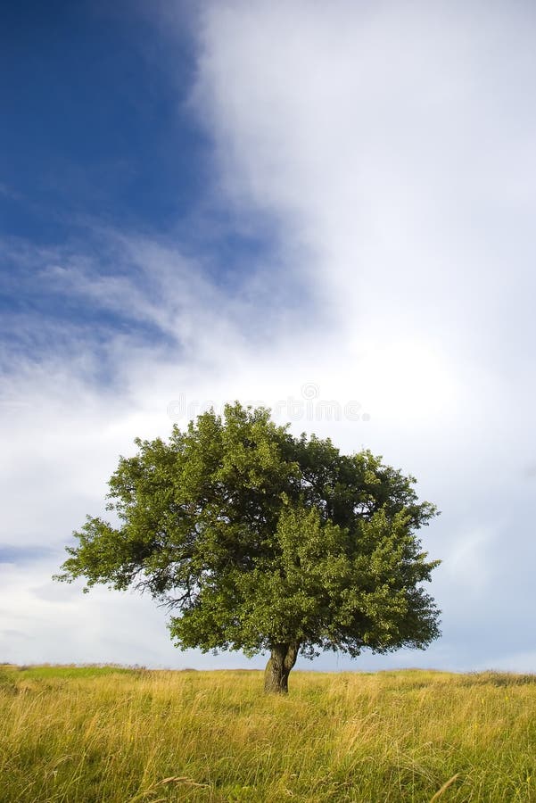 Lonely tree stock image. Image of idyllic, summer, grass - 15326433