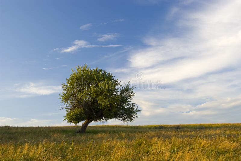 Lonely Tree. Landscape of Alentejo, Portugal Stock Image - Image of ...