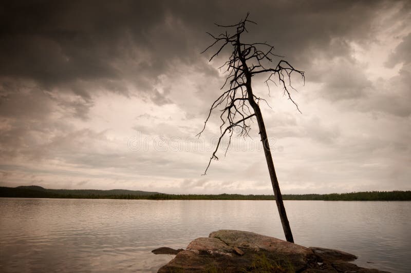 Lonely tree stock photo. Image of tree, outdoors, lake - 16067958