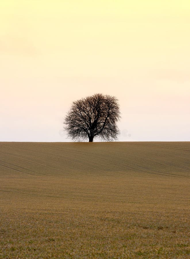 Lonely tree stock image. Image of contour, clip, rich - 1635641