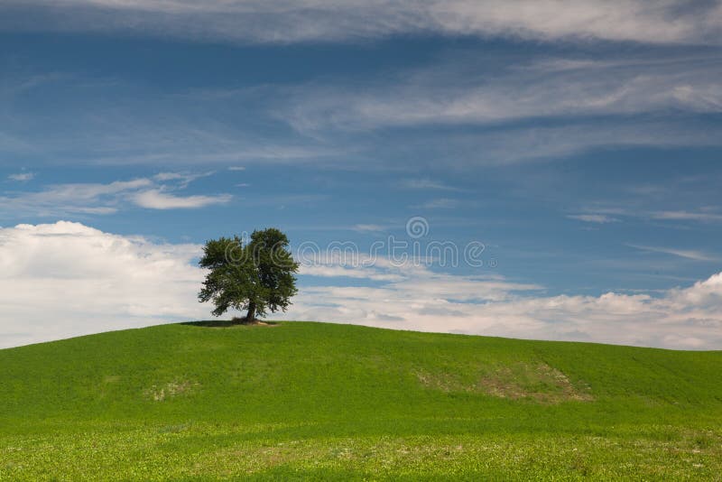 Lonely tree stock photo. Image of autumn, beautiful, scenic - 16473126