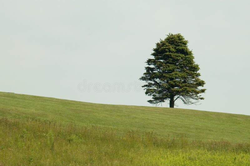 Lonely tree stock image. Image of field, single, nature - 191763