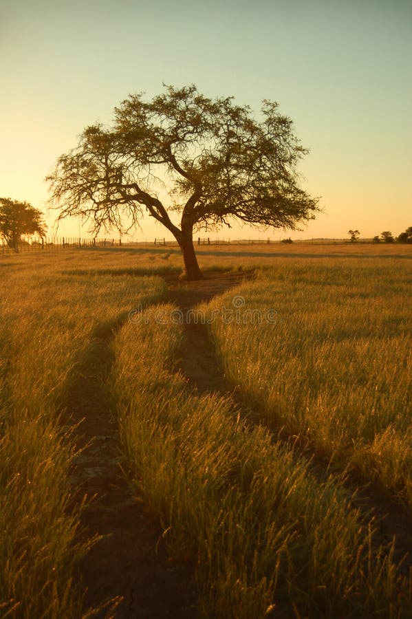 Lonely tree (2) stock photo. Image of farm, countryside - 416818