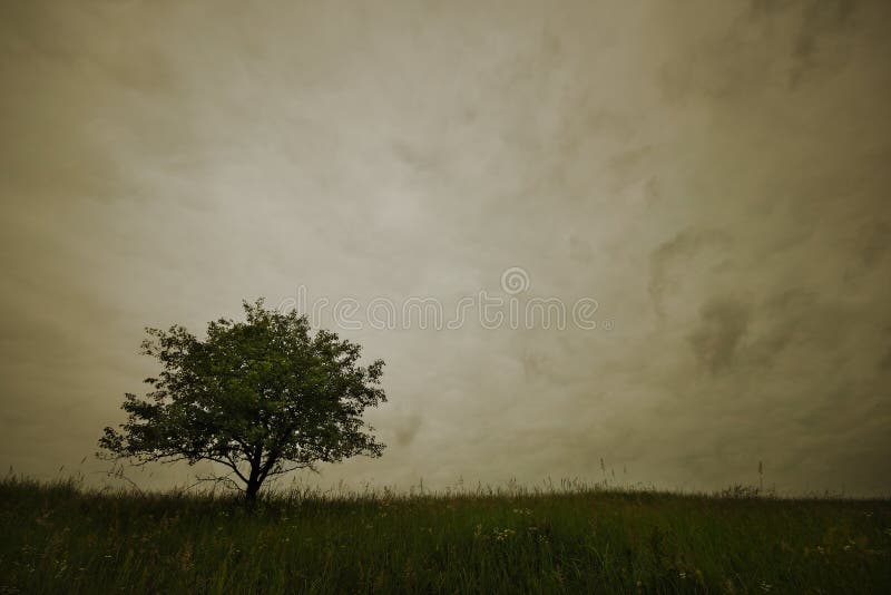 Lonely tree stock photo. Image of storm, field, stormy - 20370488