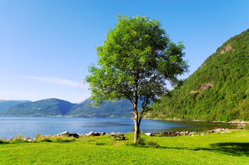 Lonely tree. stock image. Image of beach, norway, fjord - 20543899