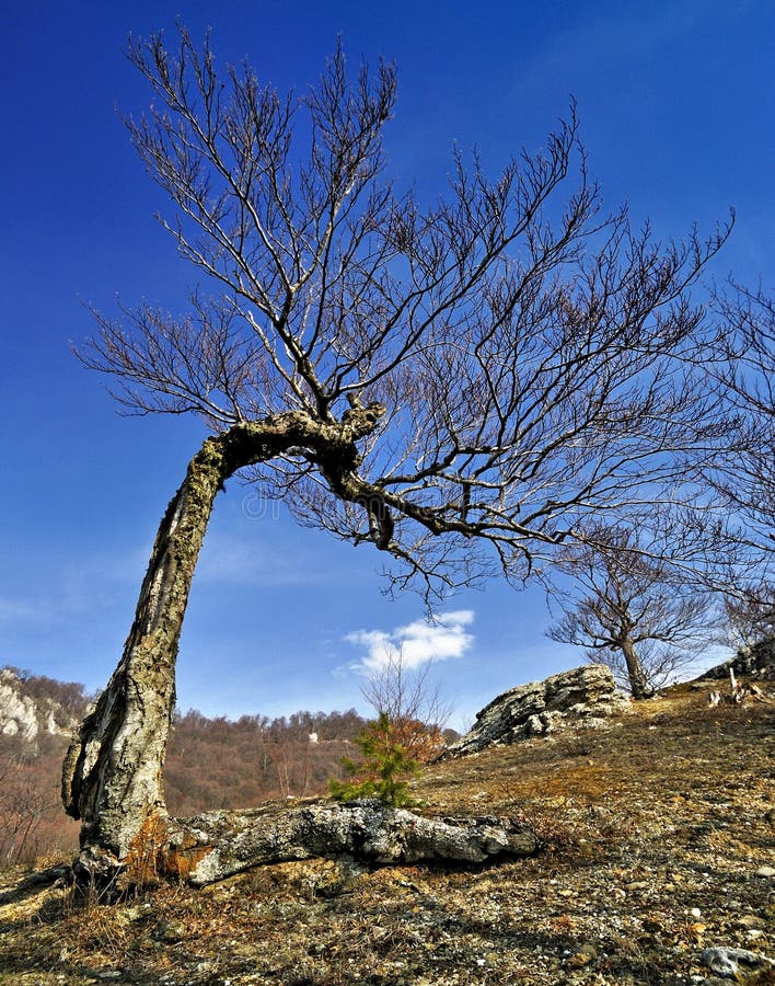 Lonely tree stock photo. Image of spring, crooked, tree - 23264748