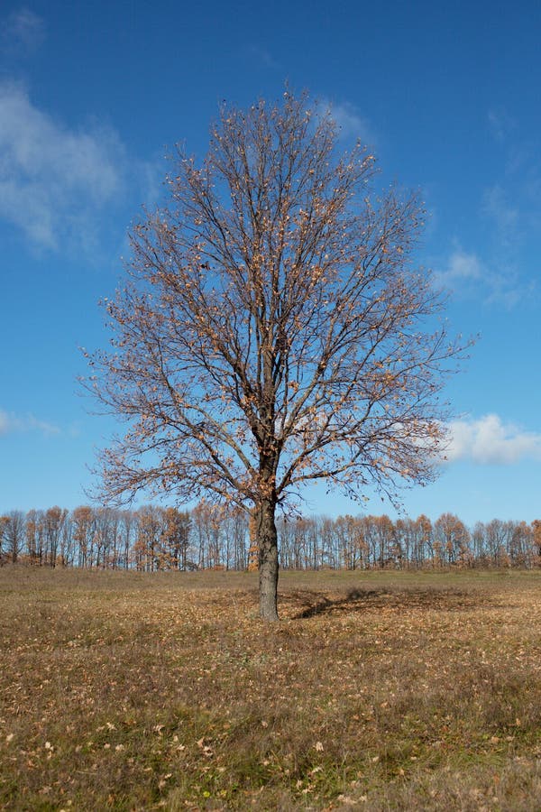 Lonely tree stock photo. Image of branches, lonely, friendless - 23285740