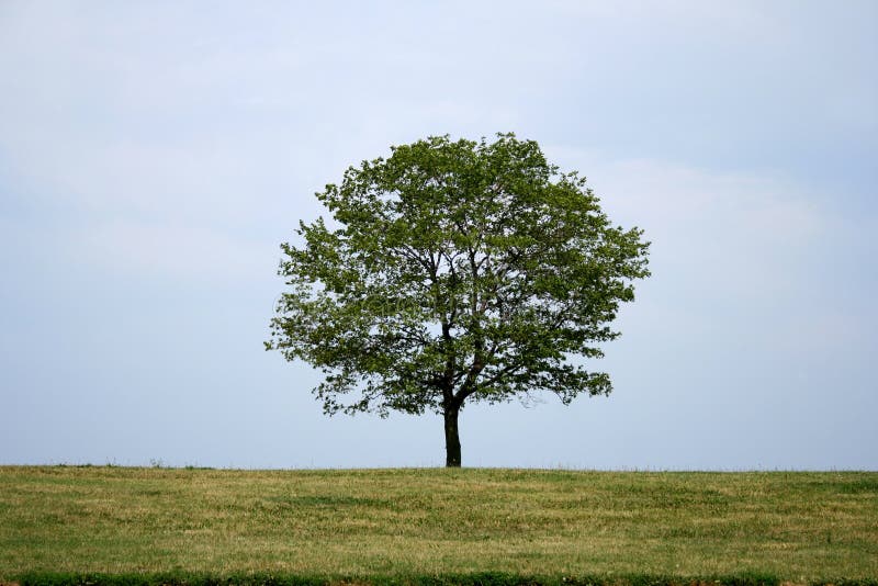 Tree from above stock photo. Image of single, horizontal - 13827984