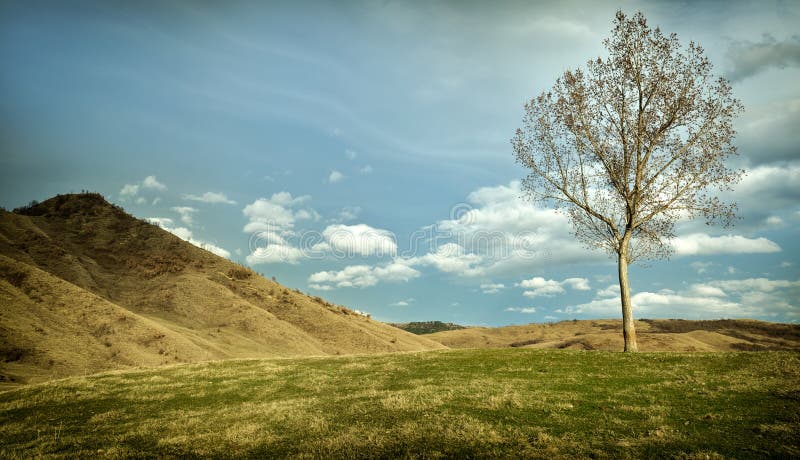 Lonely tree stock photo. Image of tree, clouds, horizon - 24147680