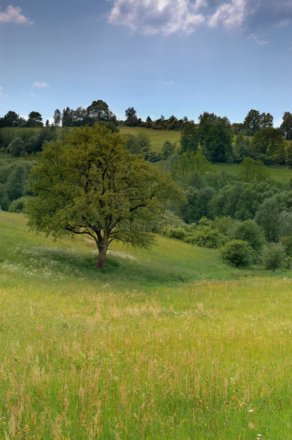 Lonely tree stock image. Image of country, meadow, tree - 2492075