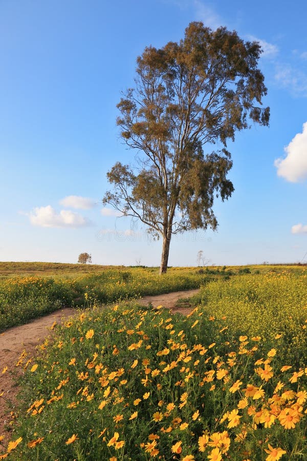 The lonely tree stock photo. Image of beautiful, landscape - 25304884