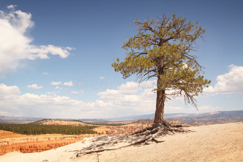 Lonely tree stock image. Image of rock, sunny, blue, landscape - 25939079