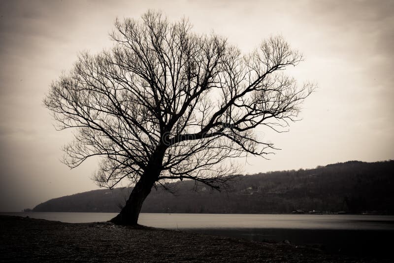 The Lonely Tree stock photo. Image of tree, shoreline - 28243130