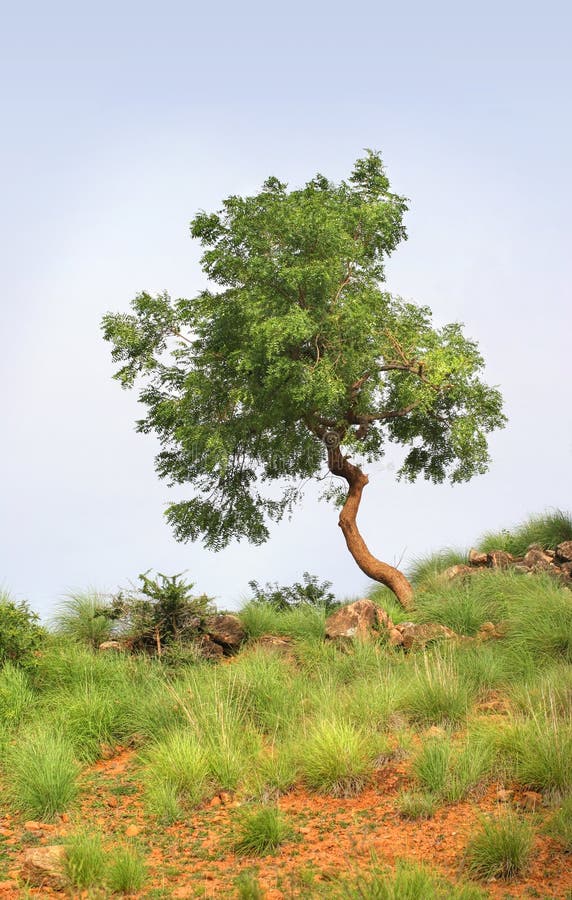 Lonely tree stock photo. Image of stone, scene, scenics - 2985704