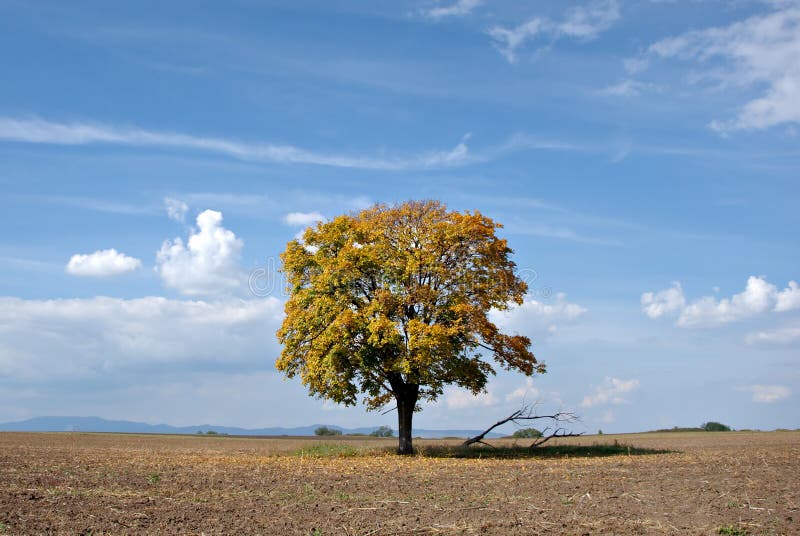 Lonely Tree Picture. Image: 3286755