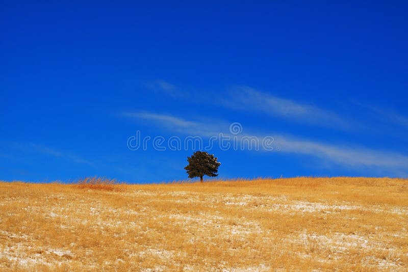 Lonely tree stock photo. Image of high, environment, ecological - 37536022