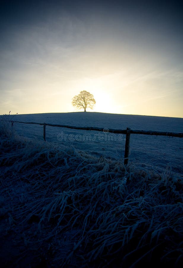 Lonely tree stock photo. Image of nature, emptiness, natural - 4014472