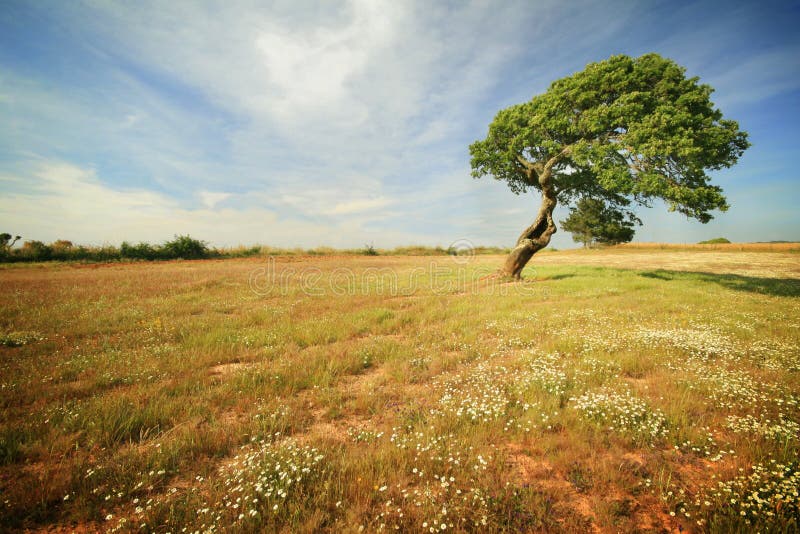 Lonely Tree. Landscape of Alentejo, Portugal Stock Image - Image of ...
