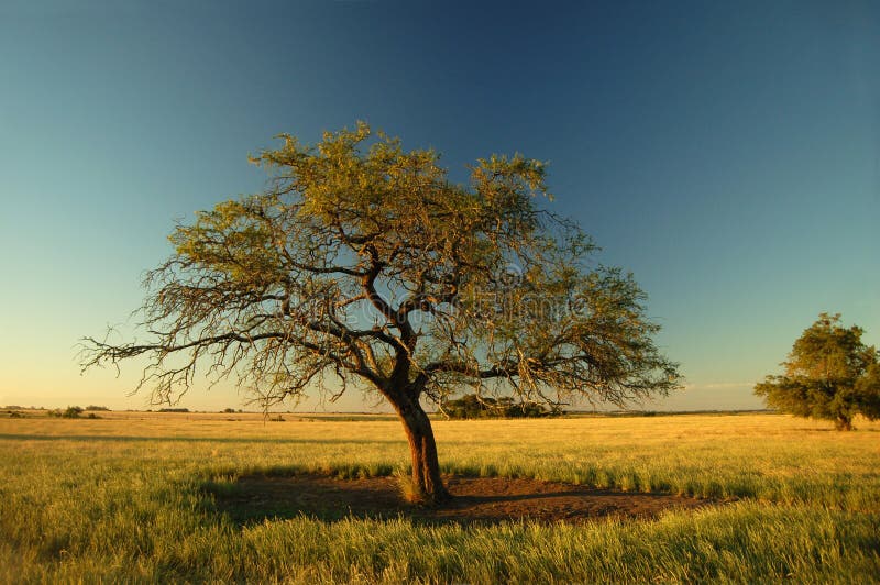 Lonely tree stock photo. Image of grass, field, evening - 412056