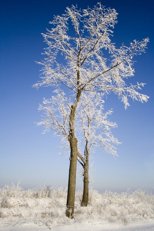 Lonely tree stock photo. Image of nature, holiday, winter - 448154
