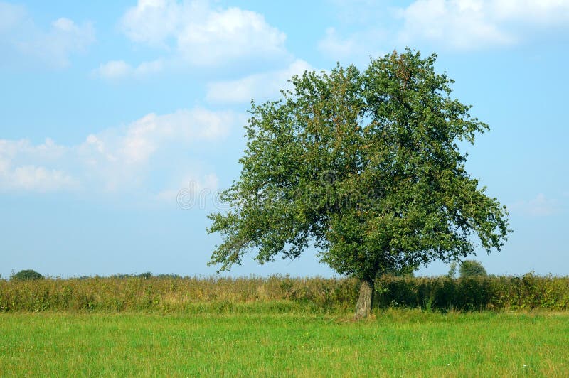 Lonely Tree stock photo. Image of farm, scenery, outside - 4592336